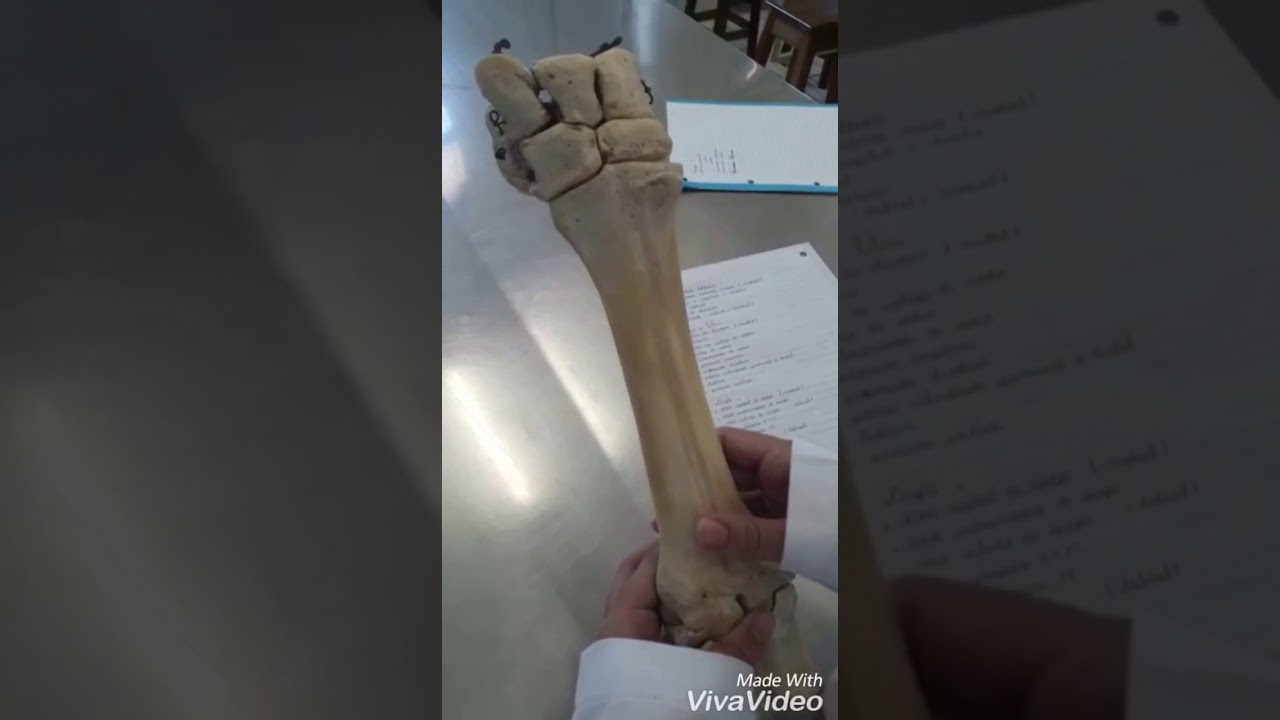 Carpo, Metacarpo e Falanges - Anatomia Veterinária - YouTube