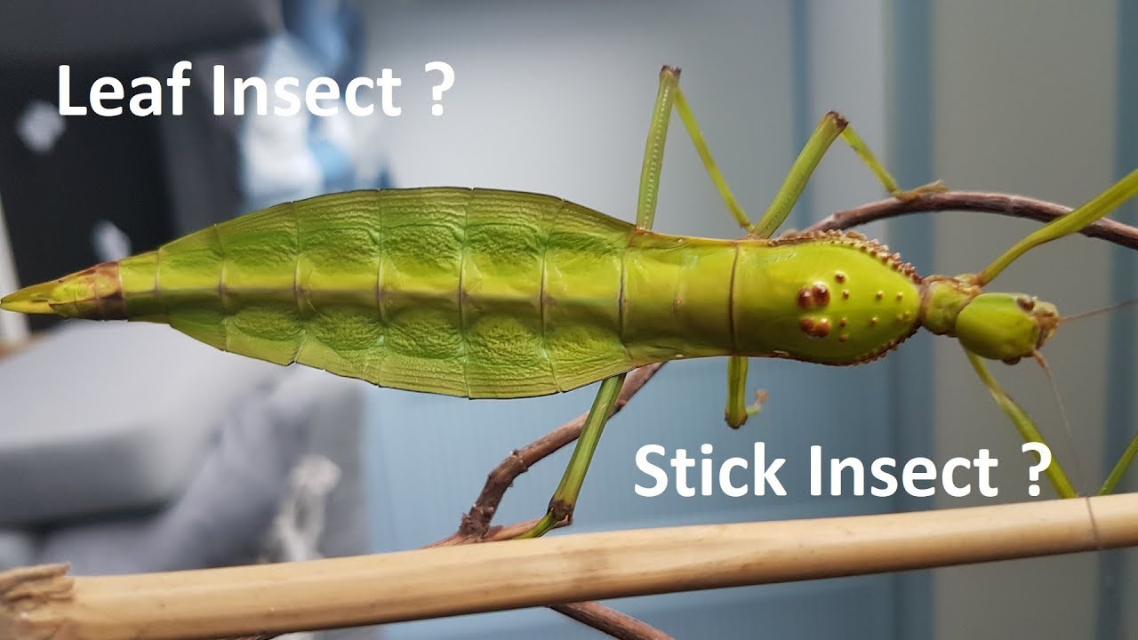 Another strange Phasmid - YouTube