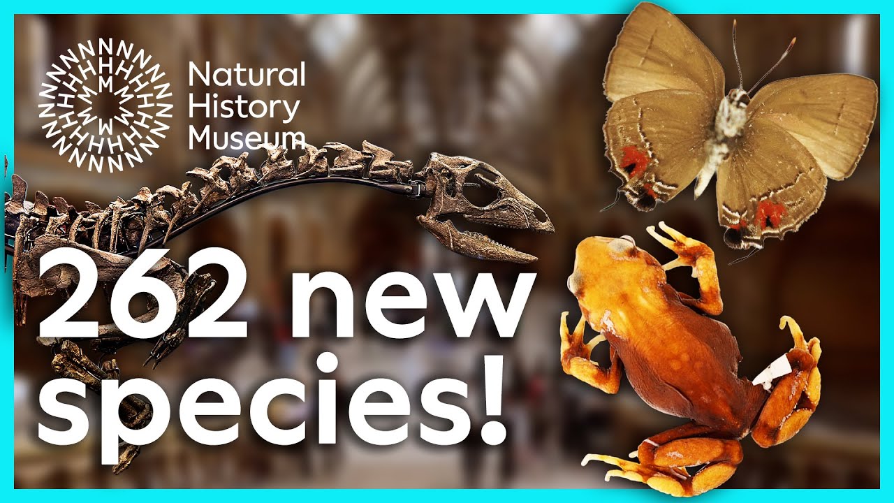What new species were discovered in 2025? | Natural History Museum ...