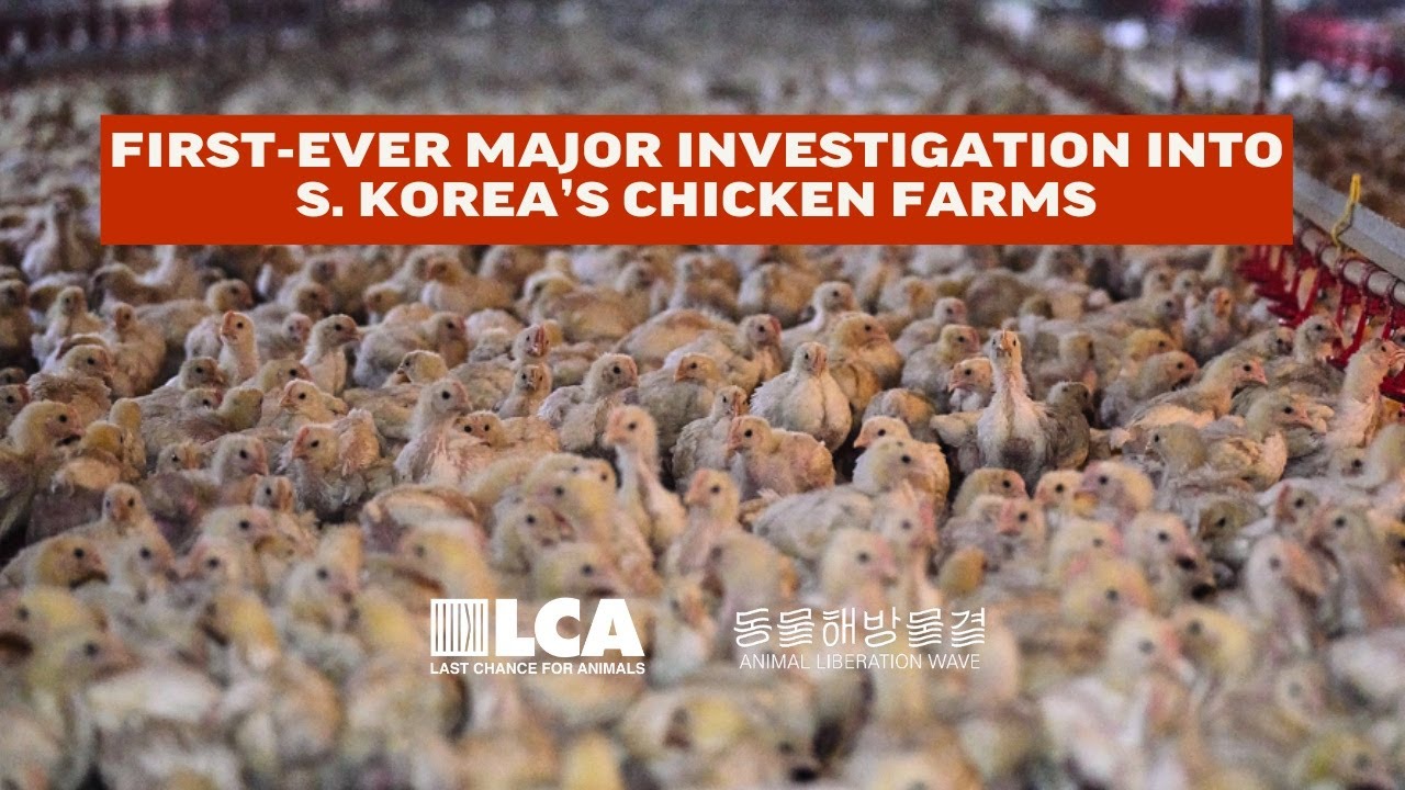 Cruelty on South Korean Chicken Farms - YouTube