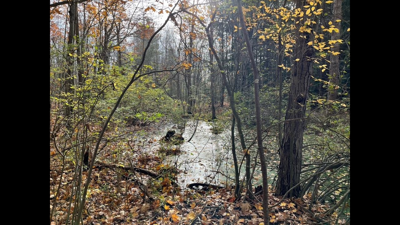 Game Camera footage - YouTube