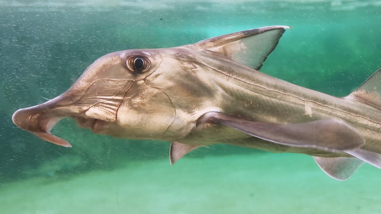 Chimaera: World’s Weirdest Fish - YouTube