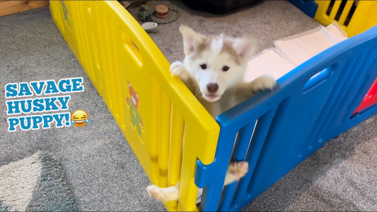 Husky Puppies Can Escape From Anything!😂. [WITH BABIES HELP!!] - YouTube
