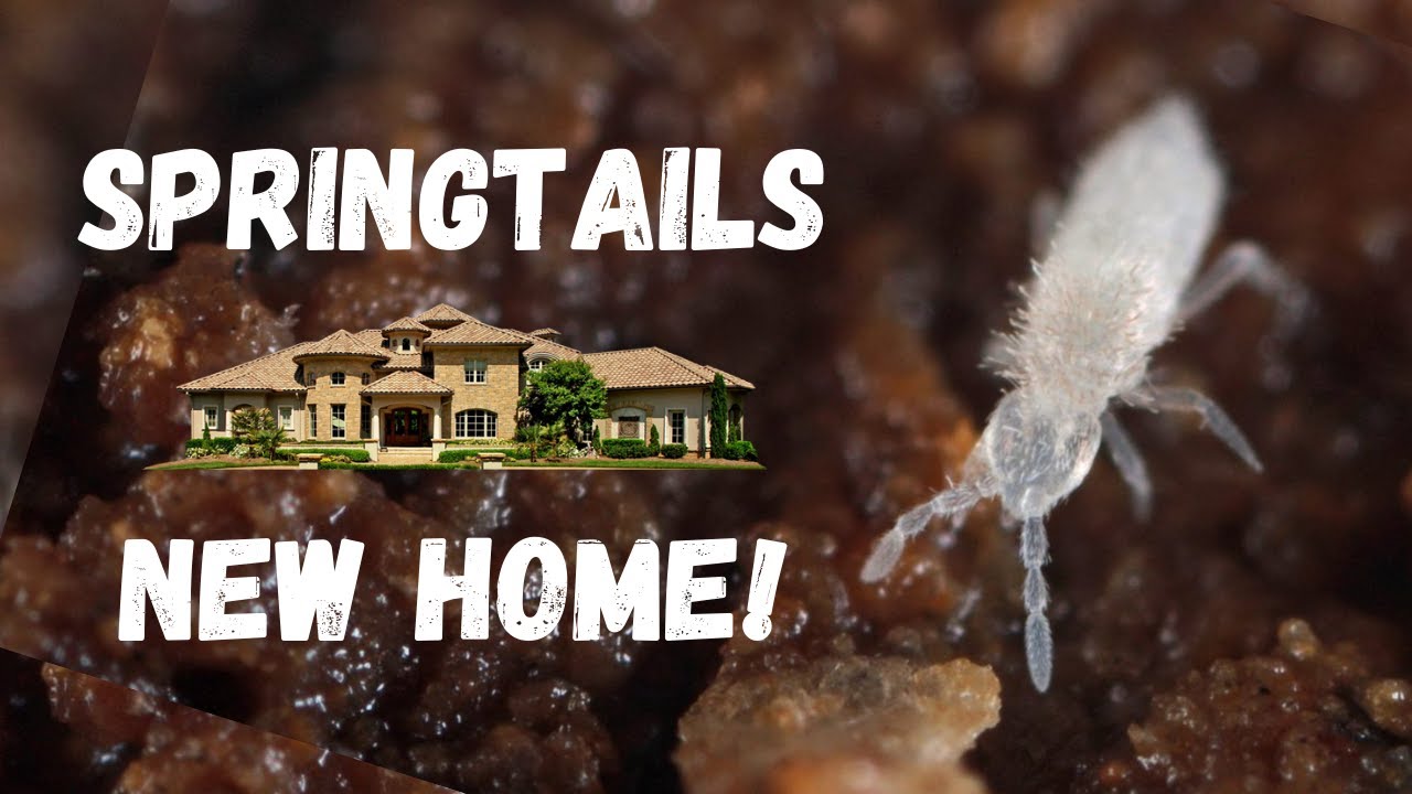 Building My Springtails a New Home! - YouTube