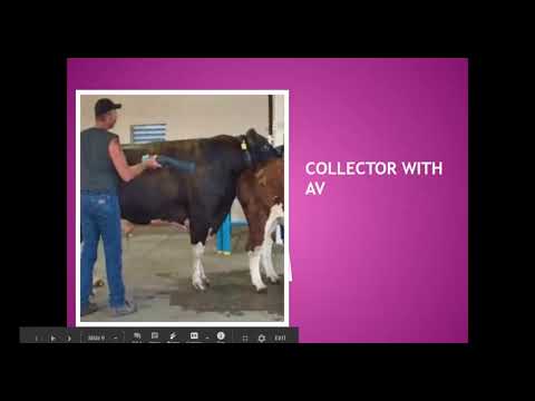 Artificial Insemination Part 2