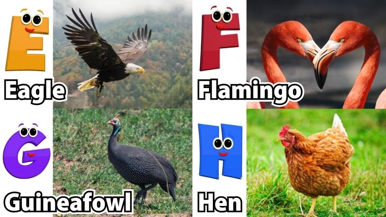 ABC Birds Song | Real Animals Song | Learn English, Alphabets and ...