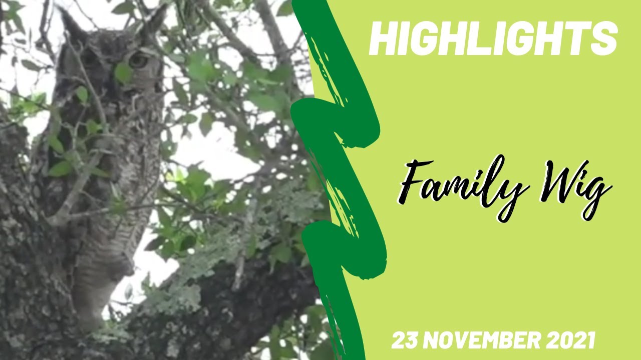 Highlights The Wig Family 23rd Nov 2021 - YouTube