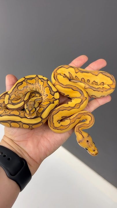 Desert Ghost Ball Python Combos! Better With or Without Clown?! #snake ...