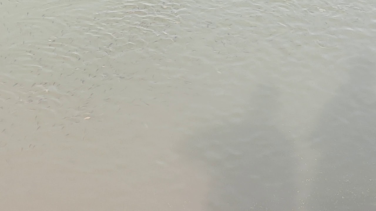 Gift Tilapia Farming - YouTube