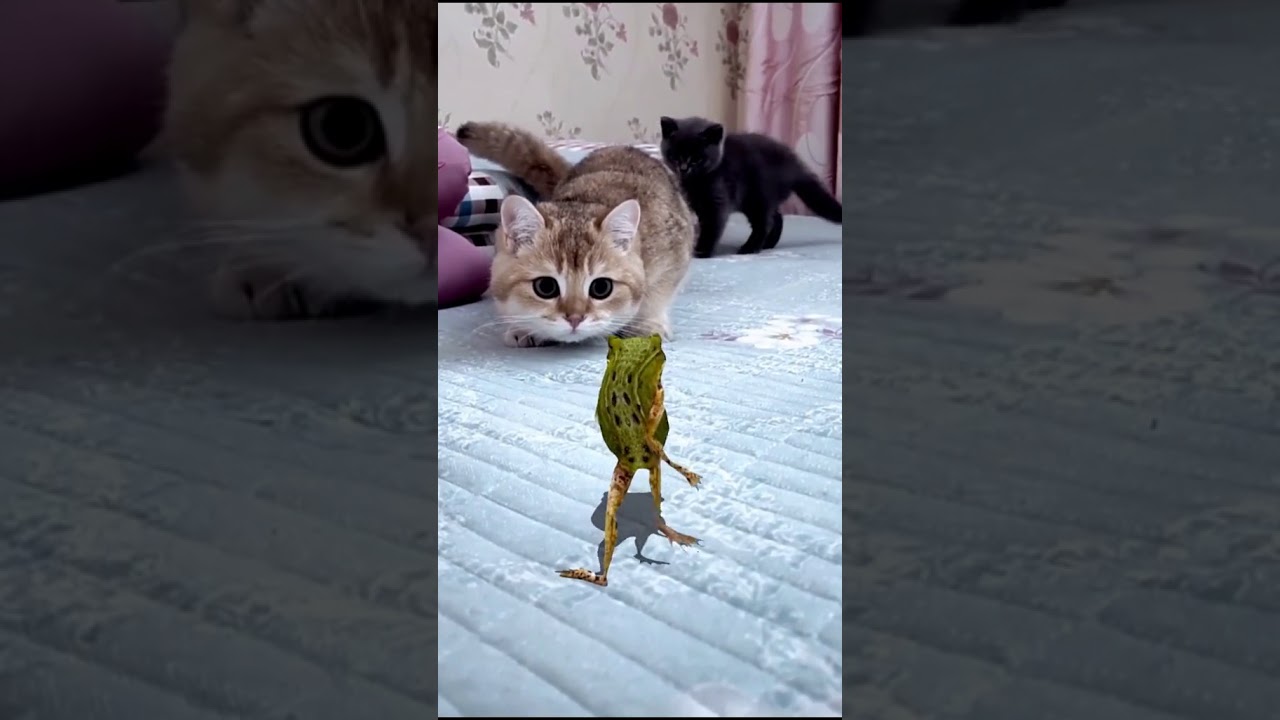 Frog dancing (tiktok viral dance clip) - YouTube