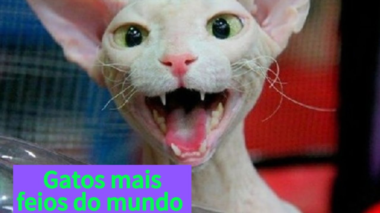 Gatos Feios Do Mundo Bigodes Do Bunker Você Conhece A História De