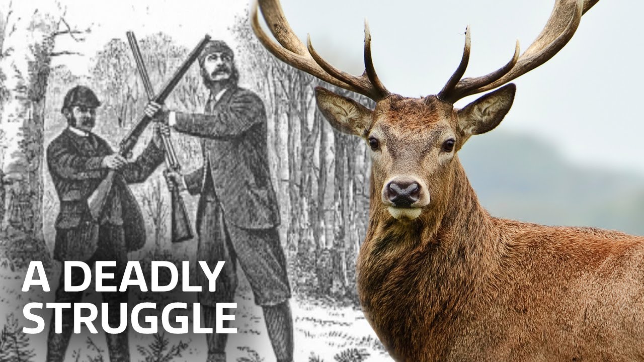 Poaching: A Deadly Struggle | Our History - YouTube