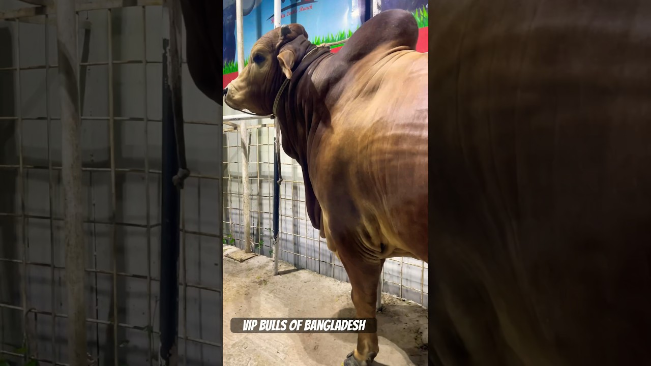 Huge Heavyweight Red Deshal Bull with Gigantic Body Length | Absolute ...