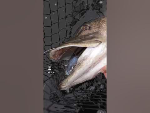 “The biggest head ever 😳” - YouTube