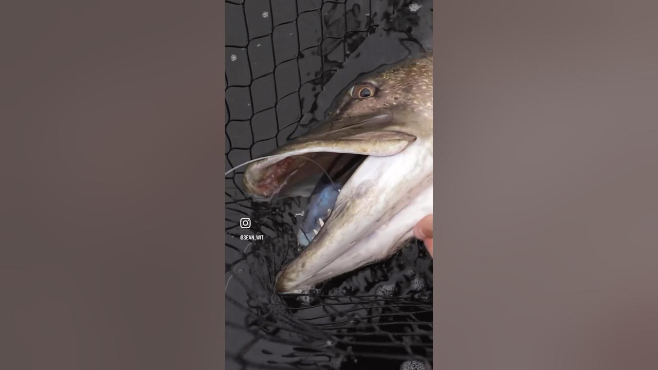 “The biggest head ever 😳” - YouTube