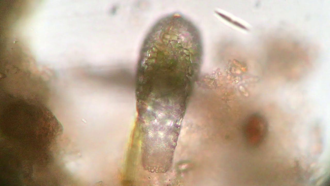 Difflugia oblonga - YouTube