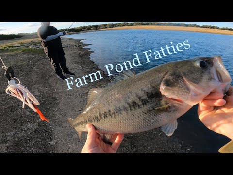 Farm Pond Bass Fishing - YouTube