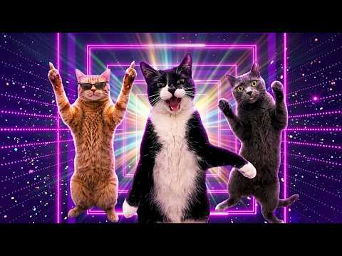 Cats Started a DISCO PARTY 🎉🐱 - Bemax - Basin Boret