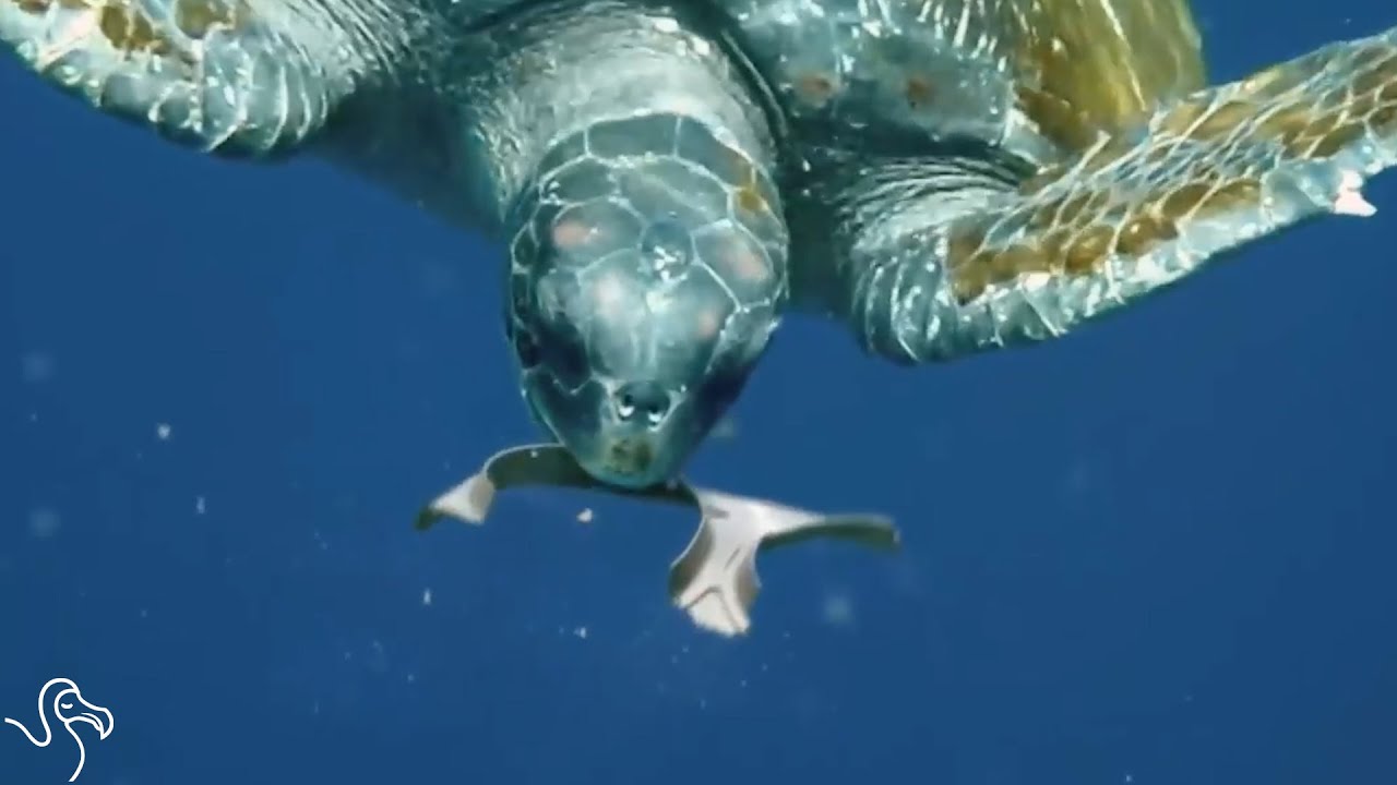 Edible Six-Pack Rings Are Going To Save So Many Animals' Lives - YouTube