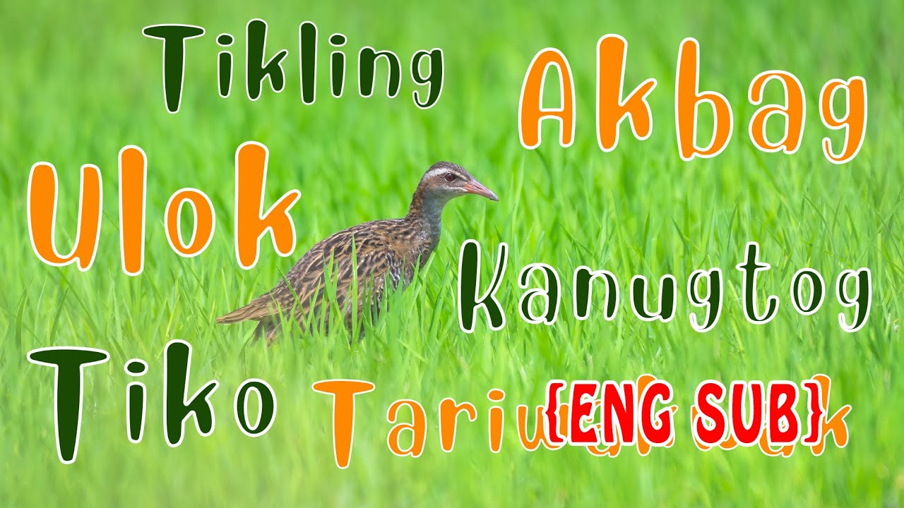 {ENG SUB} Rails of the Philippines | Family Rallidae in the Spotlight ...