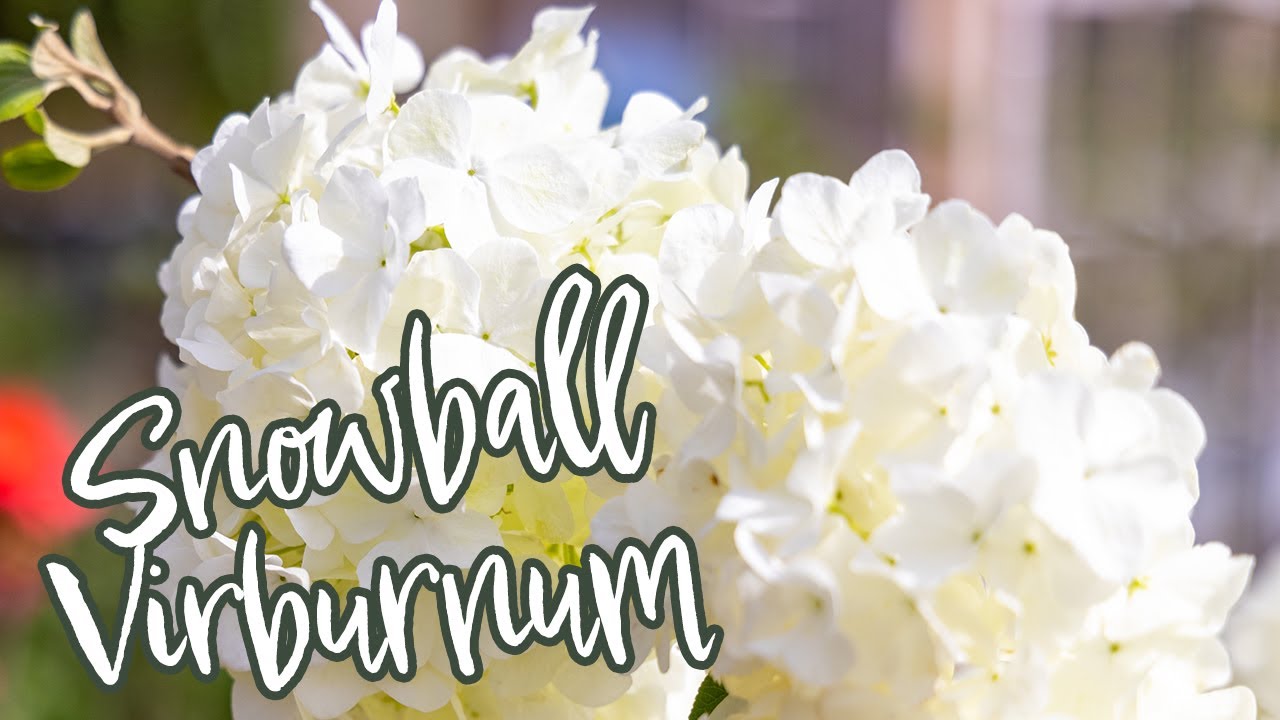 Snowball Viburnum: Planting & Growing Tips for Stunning Blooms! - YouTube