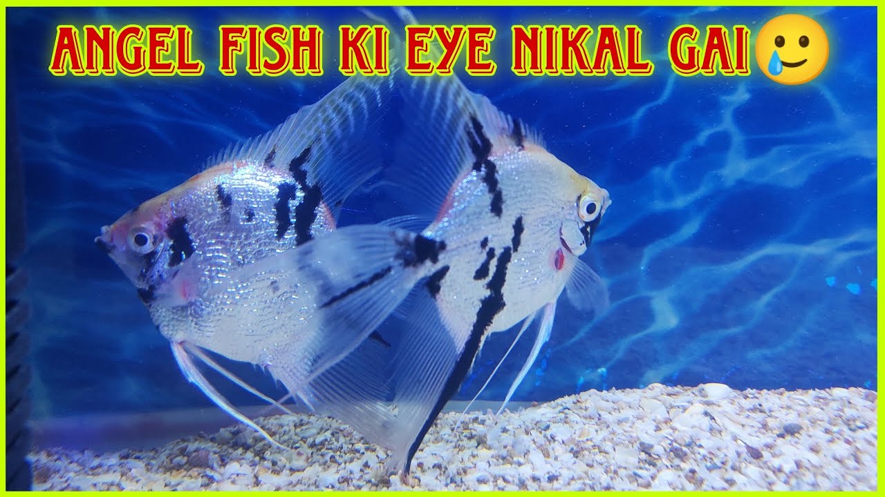 Angel Fish Attack || Angel Fish Eye Nikal Gai🥲 - YouTube