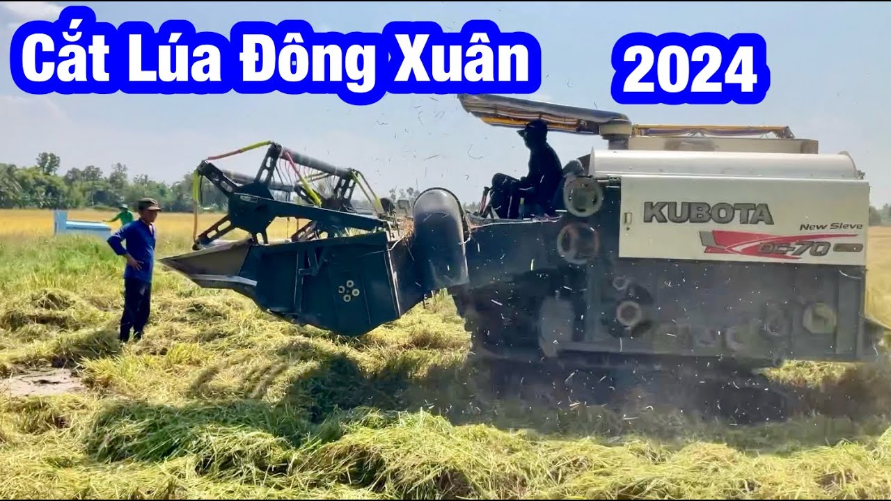 Cắt Lúa Đông Xuân | hoàng nam hậu giang - YouTube
