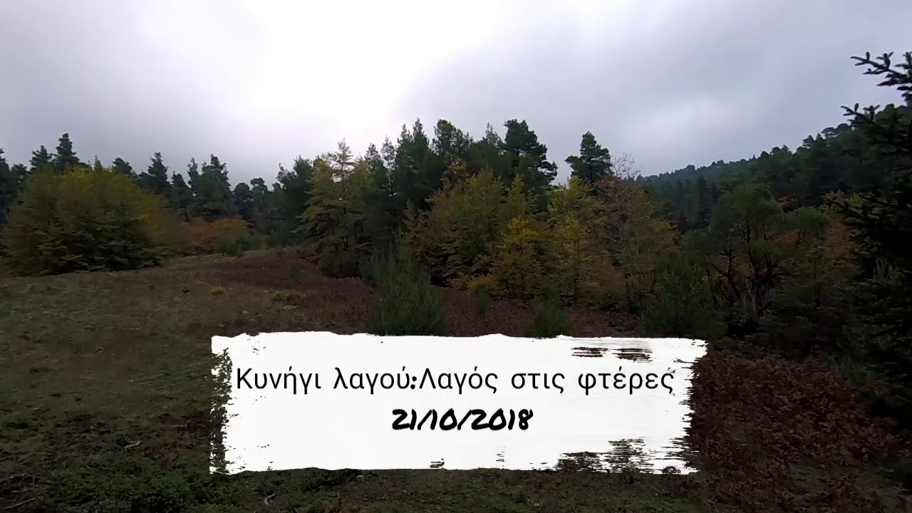 Κυνήγι λαγού :Λαγός στις φτέρες - YouTube