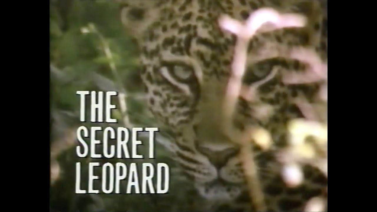 National Geographic: The Secret Leopard (1986) - YouTube