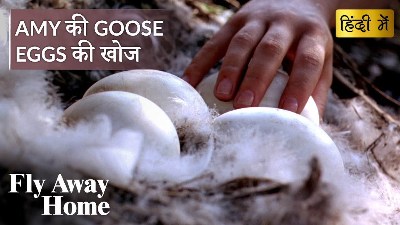 FLY AWAY HOME | Amy discovers goose eggs | Hollywood Movie Scenes ...