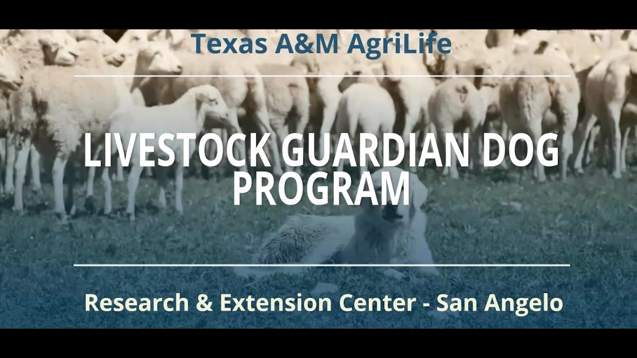 August 2024 EAPK Monthly Webinar, Bill Costanzo, Texas A&M Guard Dog ...