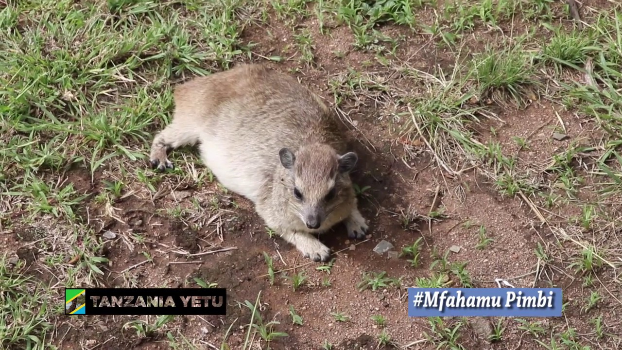 MFAHAMU MNYAMA PIMBI - YouTube