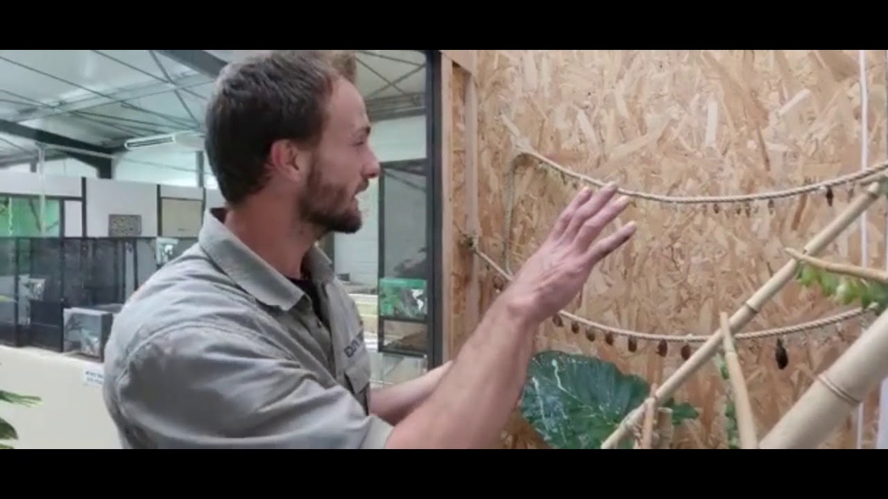 Éclosion d'un Papillon Cobra (Attacus atlas) - YouTube
