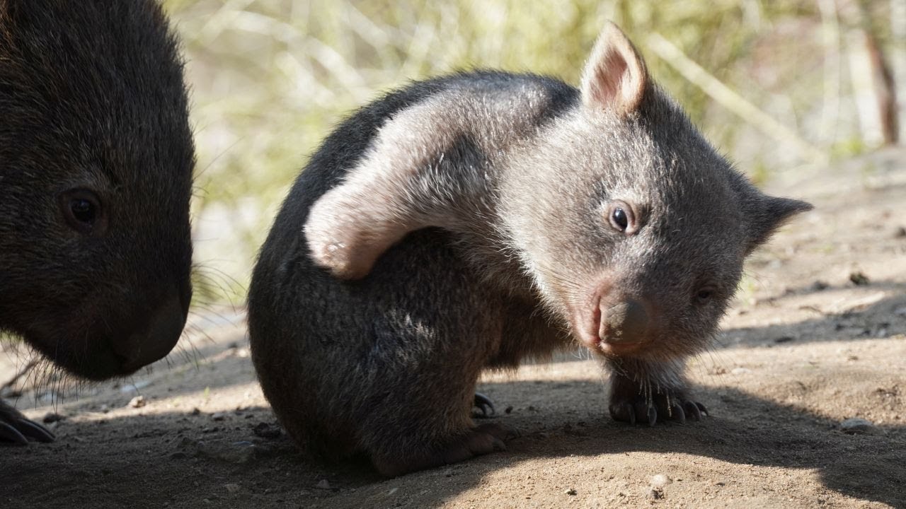 Wombat Nachwuchs erobert das Outback Erlebnis Zoo Hannover - YouTube