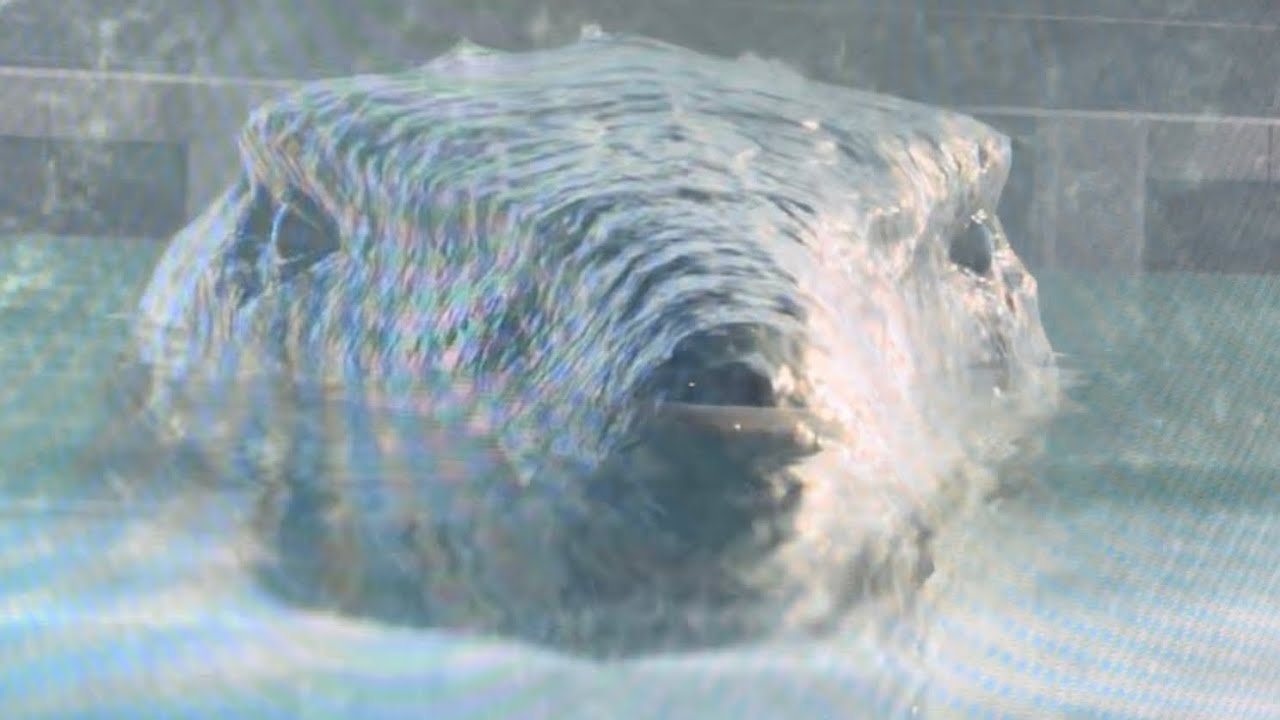 Jurassic World Evolution 2 #1 mosasaurus! - YouTube