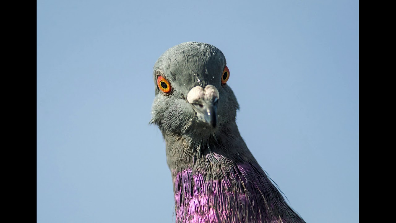 Power Mad Pigeon - YouTube