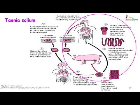 33. Parasitic infestations:Cestodes