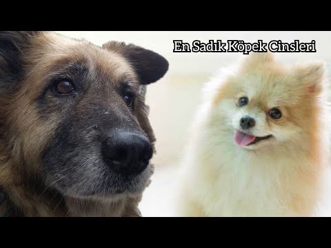 Dünyanın En Sadık Köpek Cinsleri (ÇOK TATLILAR)