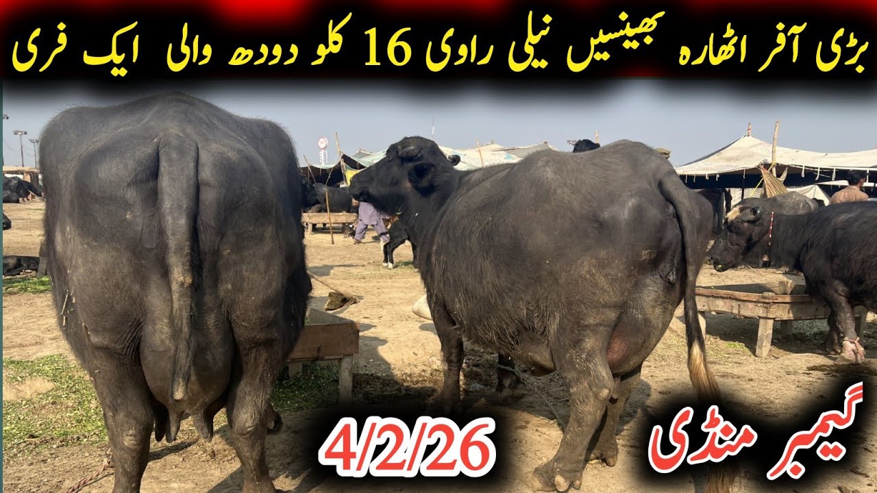 Neliravi biggest high milking buffalo for sel in gamber mandi|گیمبر ...