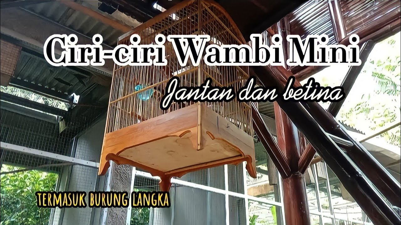 ciri ciri wambi mini jantan betina.II U2 FAMILY. - YouTube