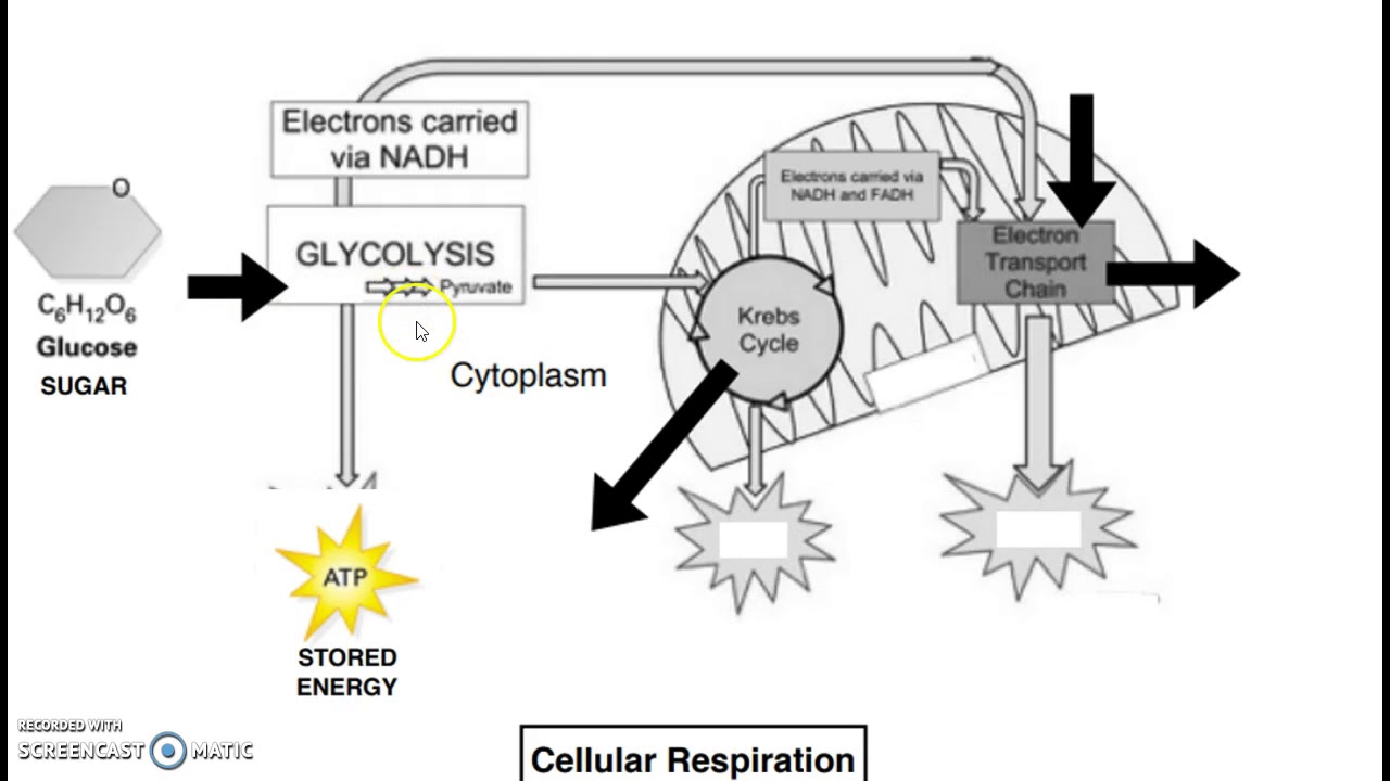Cellular Respiration Diagram - YouTube