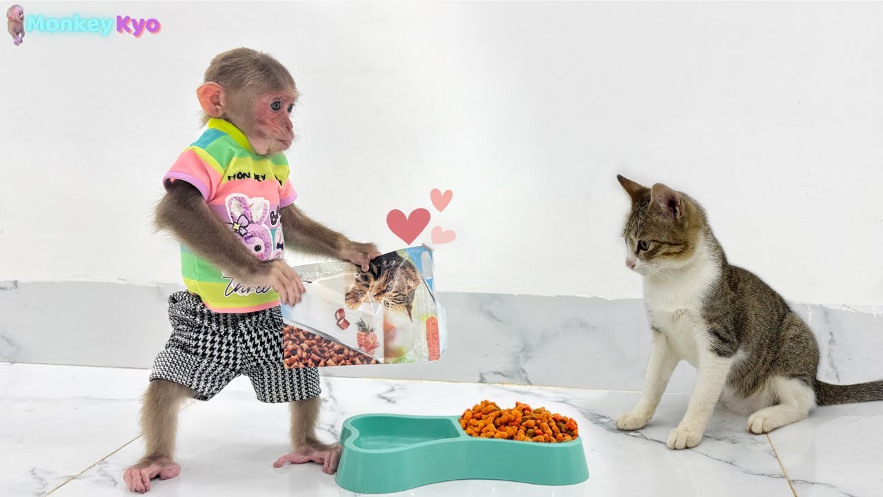 Monkey Kyo takes care of a kitten with special food from Spain – So ...