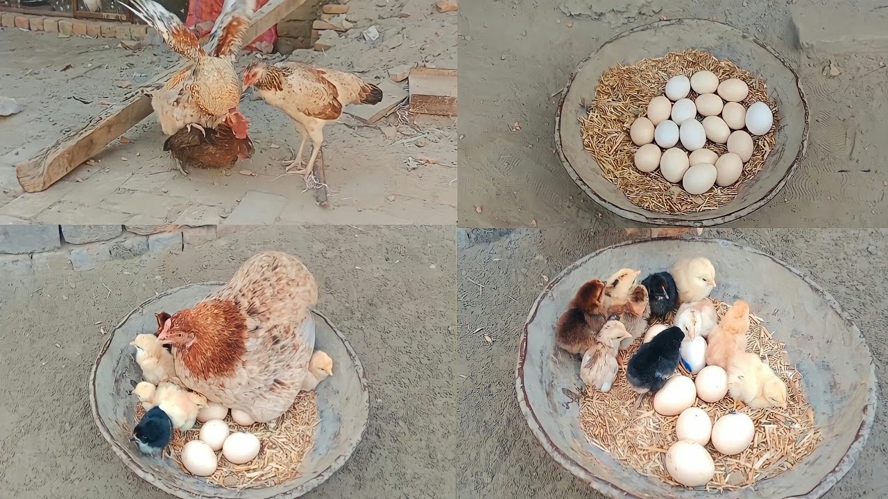 Hen harvesting eggs 2024 l hen rooster crowing l rooster mating l ...