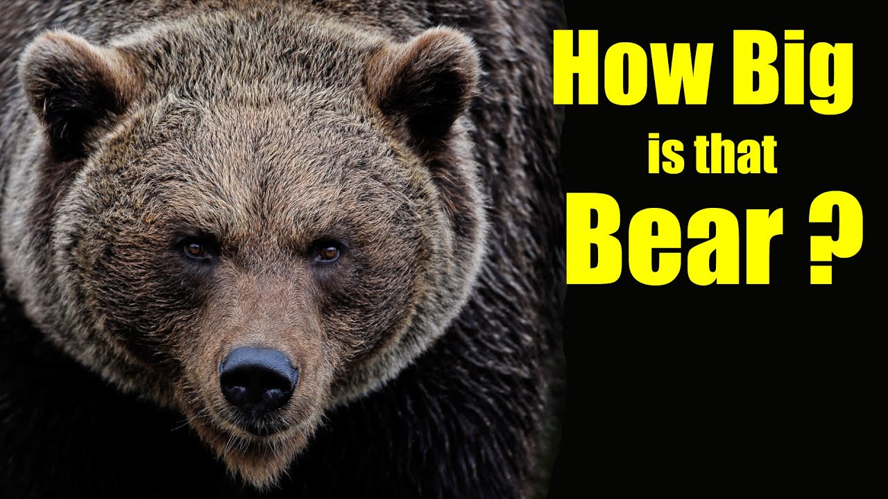 How Big Is That Bear How To Judge The Size Of A Bear YouTube how-big-is-that-bear-how-to-judge-the-size-of-a-bear-youtube