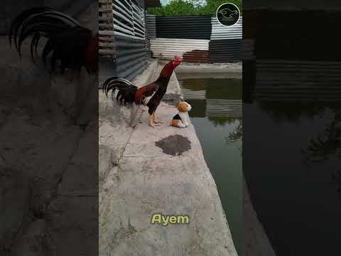 The red chicken bites the doll on the edge of the fish pond