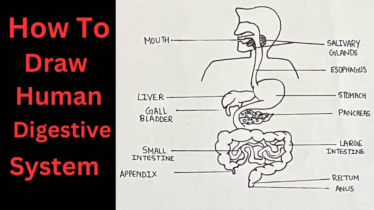 Human digestive system drawing || how to draw a human digestive system ...