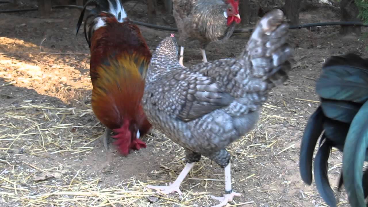 gallina utrerana franciscana hembra reproductora 2014 - YouTube