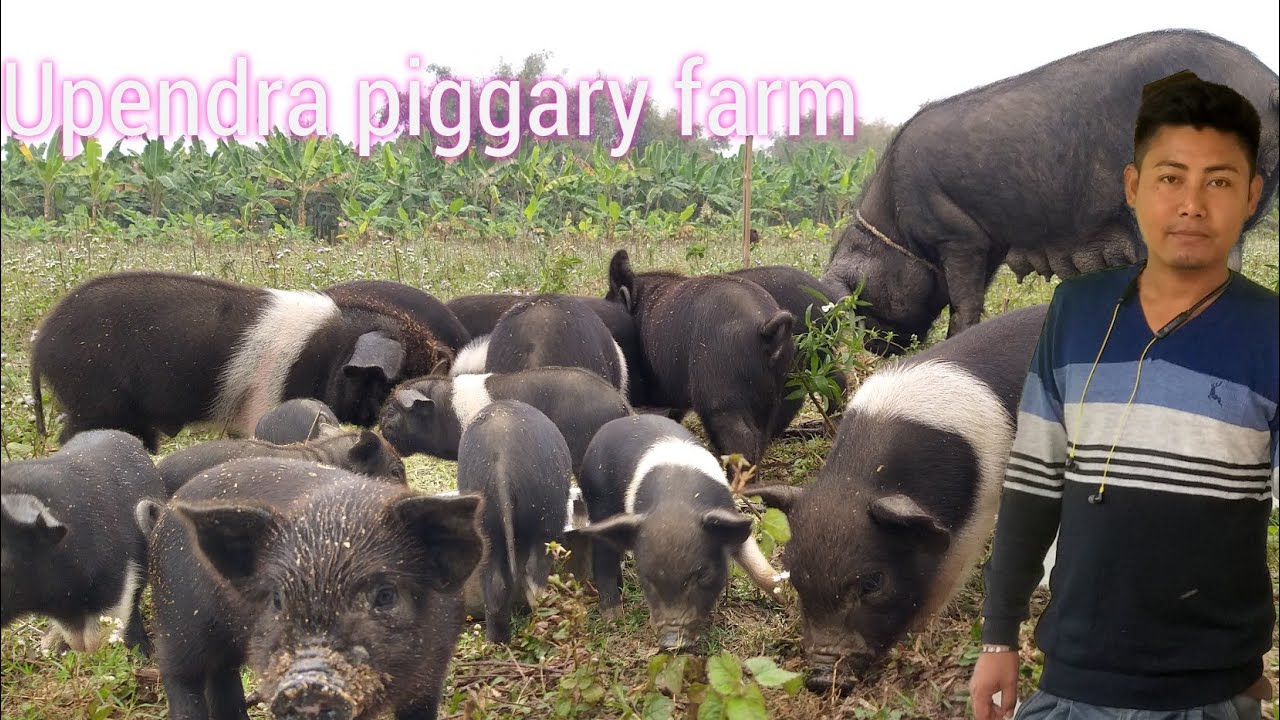 Pig farm in Assam || piggary project || Upendra pig farming low cost ...