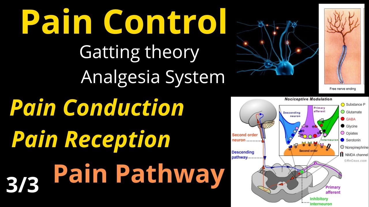 Pain Control | Gating theory Analgesia system | part 3 #paincontrol # ...