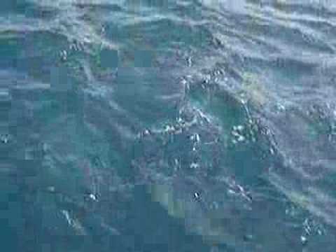 Common Dolphins - Bow Riding - YouTube